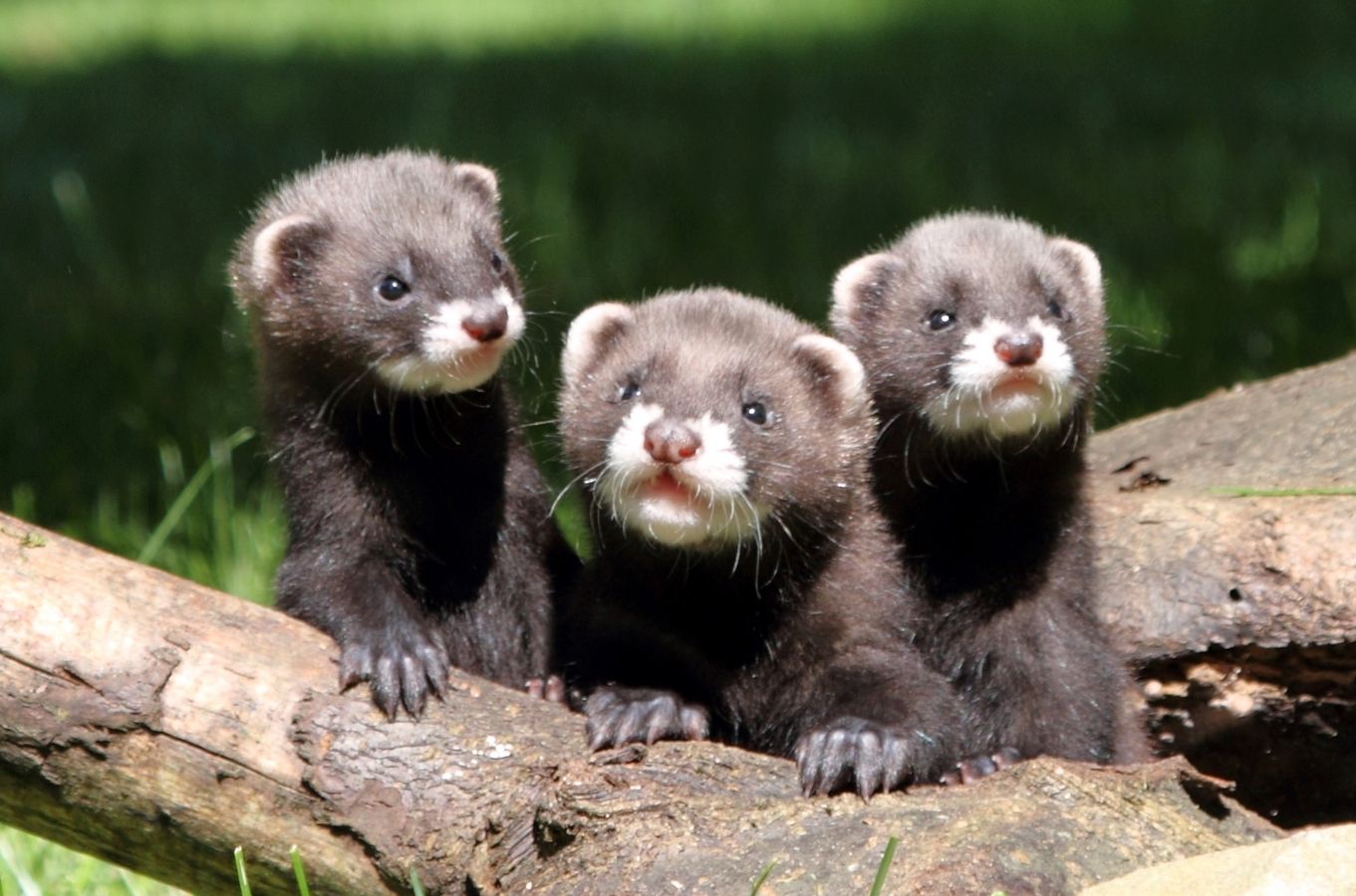 Bildergalerie | Stiftung Wildstation Landshut